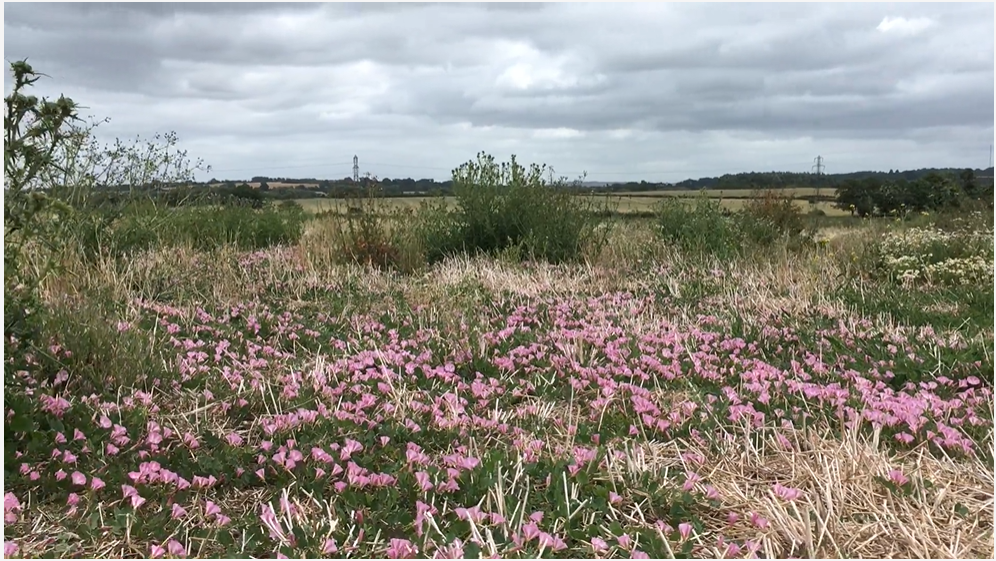 The Fallow Field | Multi-Faith and Belief Chaplaincy, For All Faiths ...